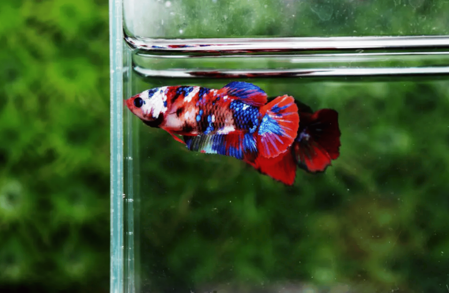 Female betta fish sorority tanks - nicebettathailand.com
