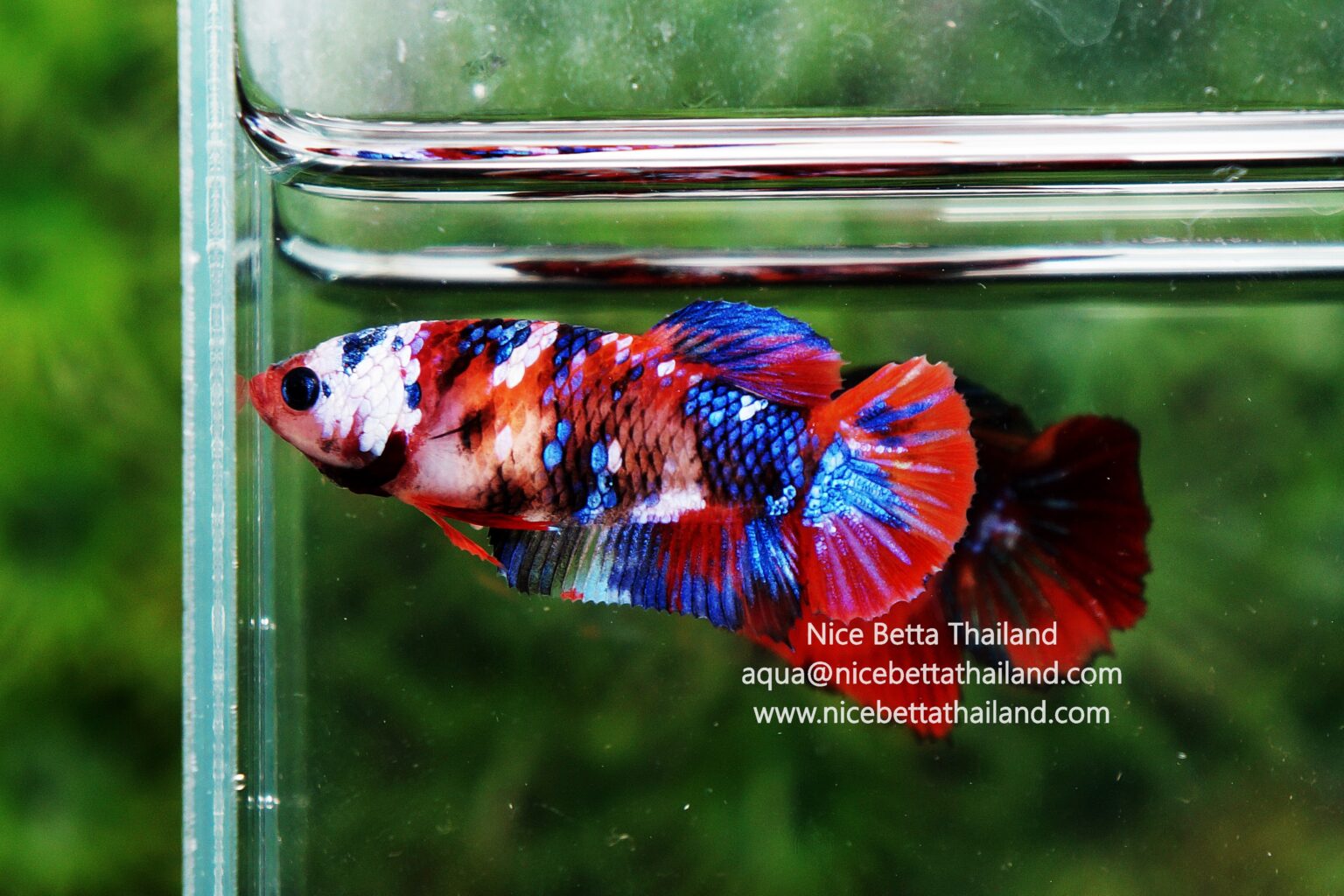 Female betta fish sorority tanks - nicebettathailand.com