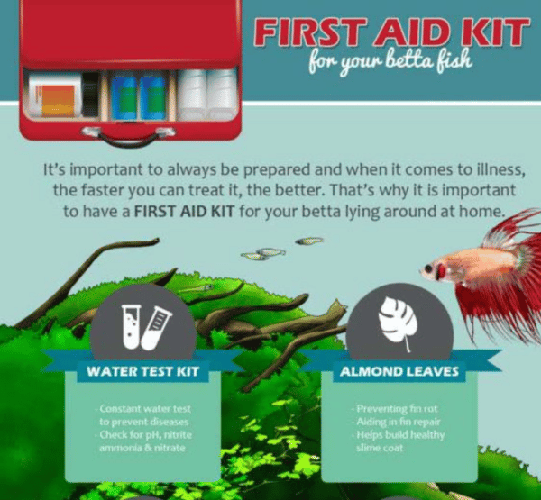 Betta first aid (infographic) - nicebettathailand.com