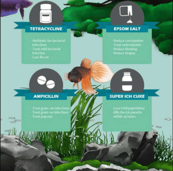 Betta first aid (infographic) - nicebettathailand.com