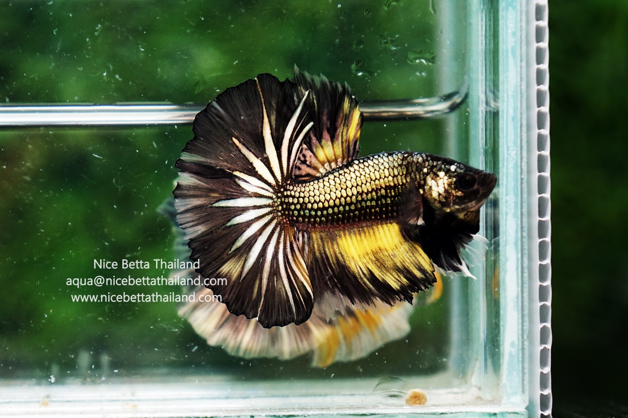 Teach Your Betta Tricks - nicebettathailand.com