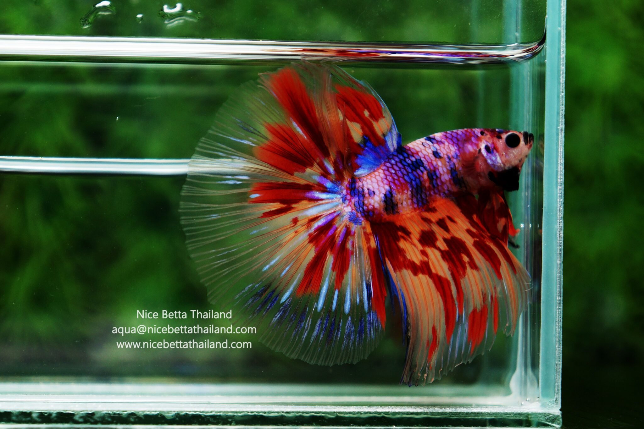 HOW TO CURE ICH IN BETTA. - nicebettathailand.com