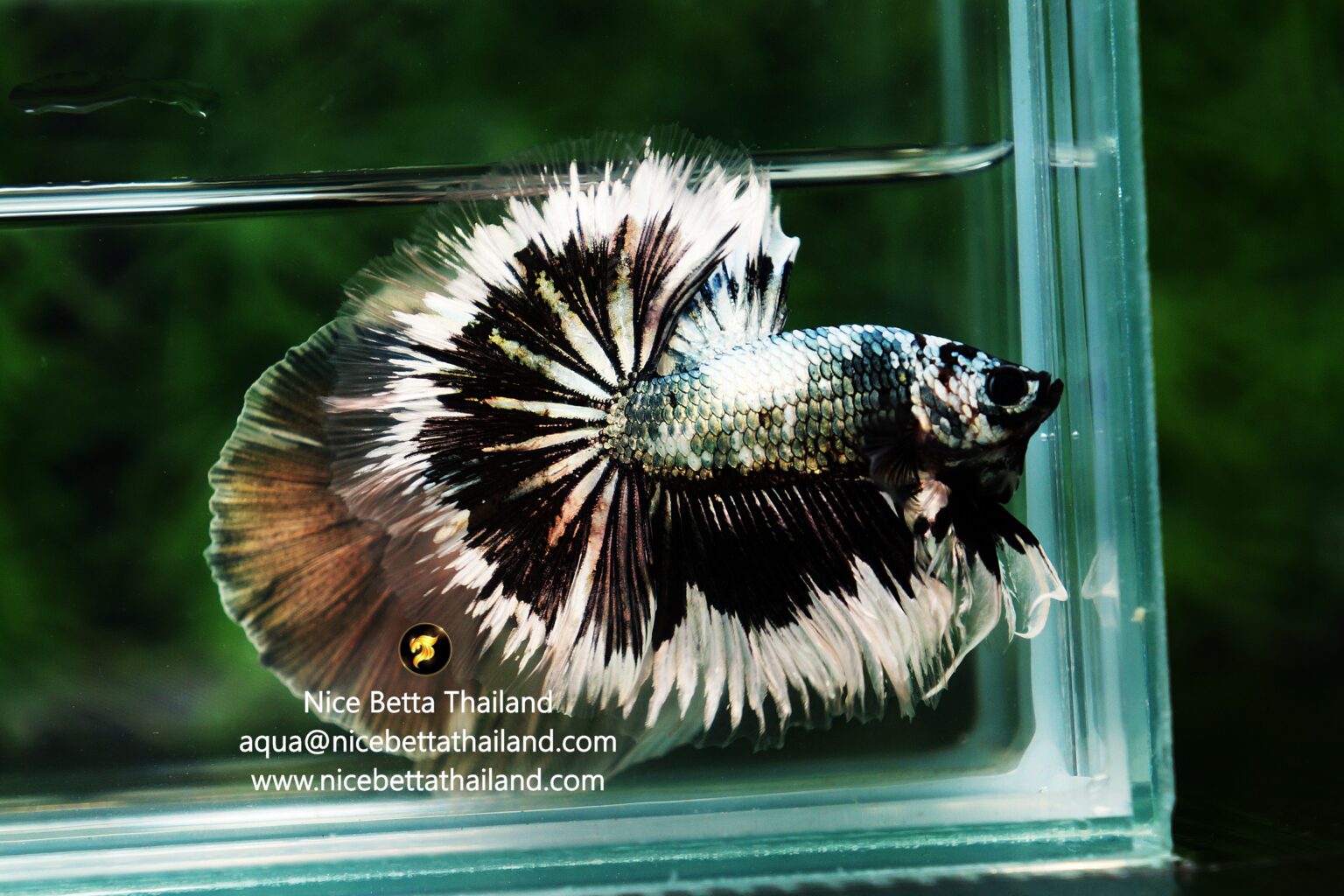 Betta Fish Life Expectancy - nicebettathailand.com