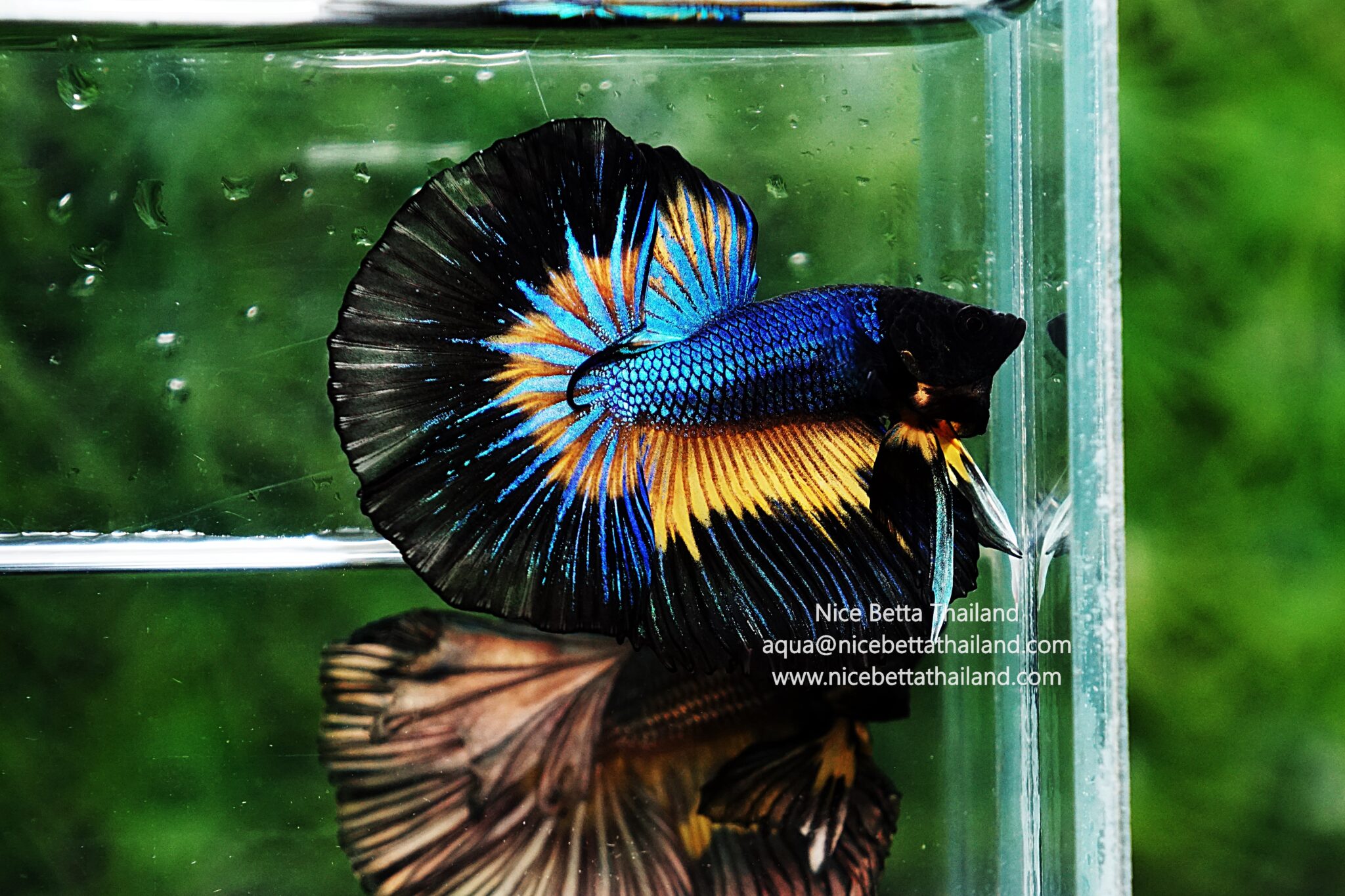 How to tell if your betta fish is happy - nicebettathailand.com