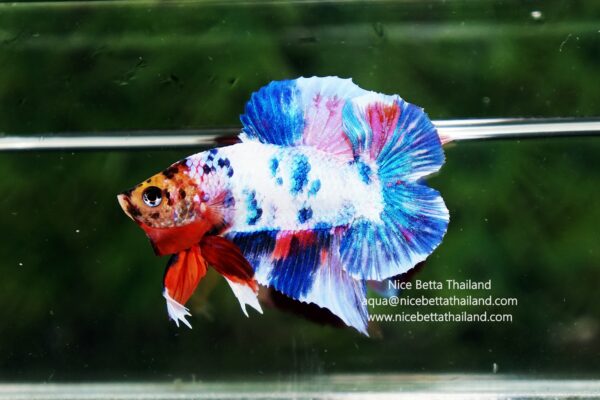 What is a Double tail betta fish? - nicebettathailand.com