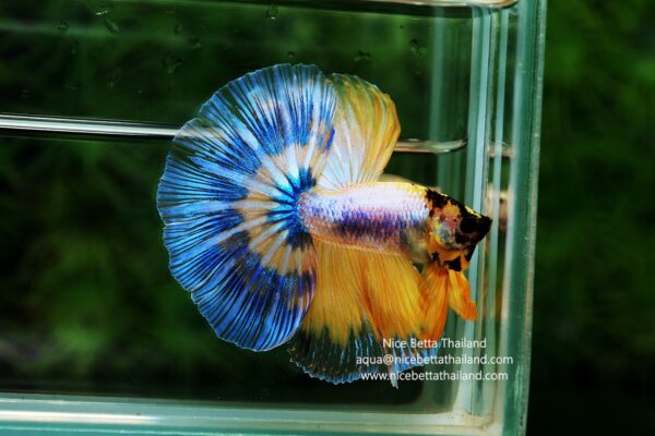 The History of Betta Fighting Fish - nicebettathailand.com