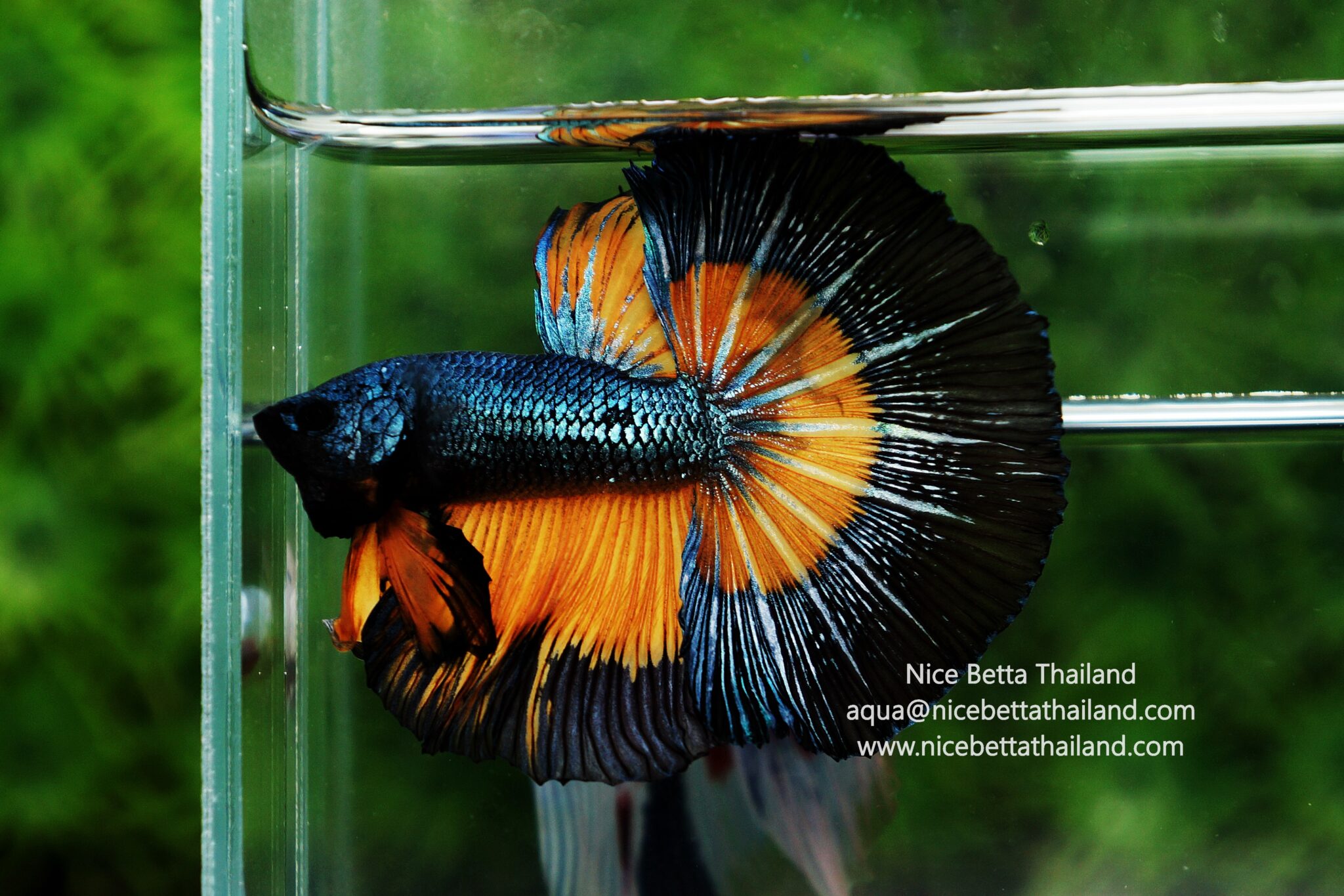 Brine shrimp good or bad - nicebettathailand.com