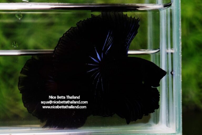The Different Types of Black Betta fish - nicebettathailand.com