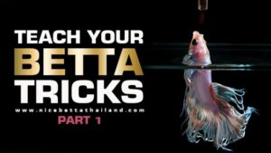 Teach Your Betta Tricks - nicebettathailand.com