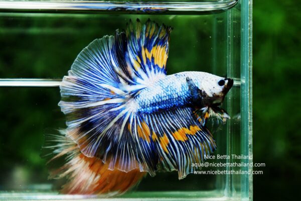 How do betta fish lay eggs? - nicebettathailand.com