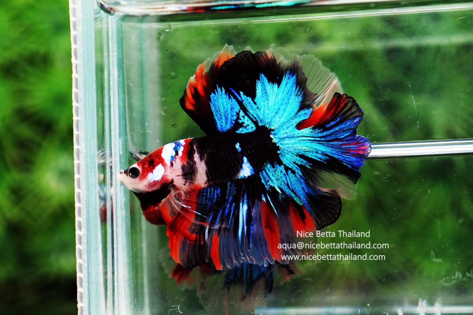 Teach Your Betta Tricks - nicebettathailand.com