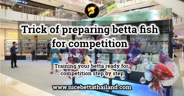 Trick of preparing betta fish for competition - nicebettathailand.com
