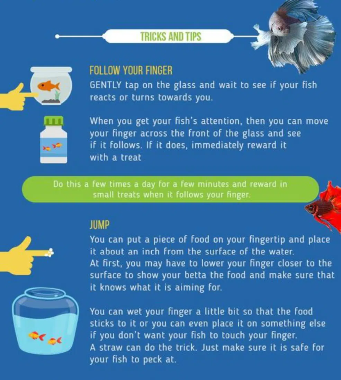How to Train Betta Fish. Yes, It Can Be Done - nicebettathailand.com