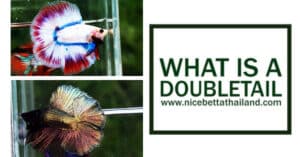 What is a Double tail betta fish? - nicebettathailand.com