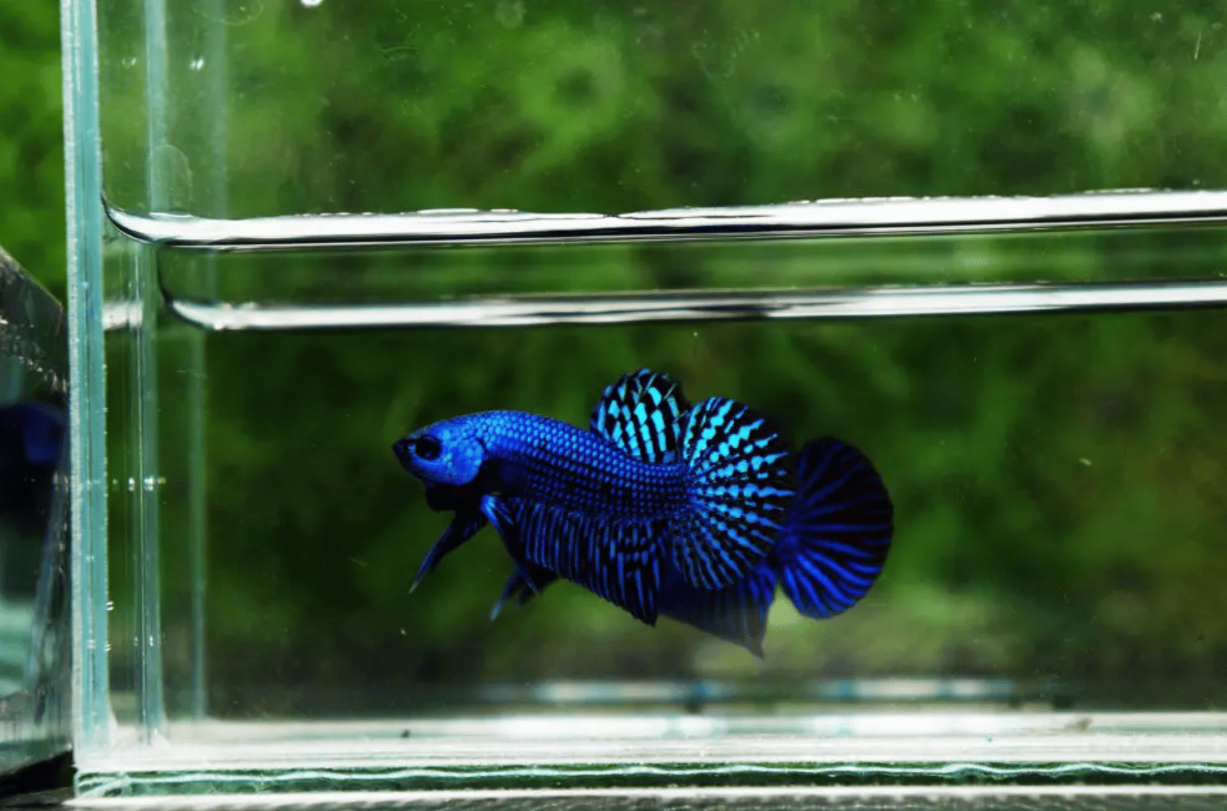 WHAT IS WILD BETTA? - nicebettathailand.com
