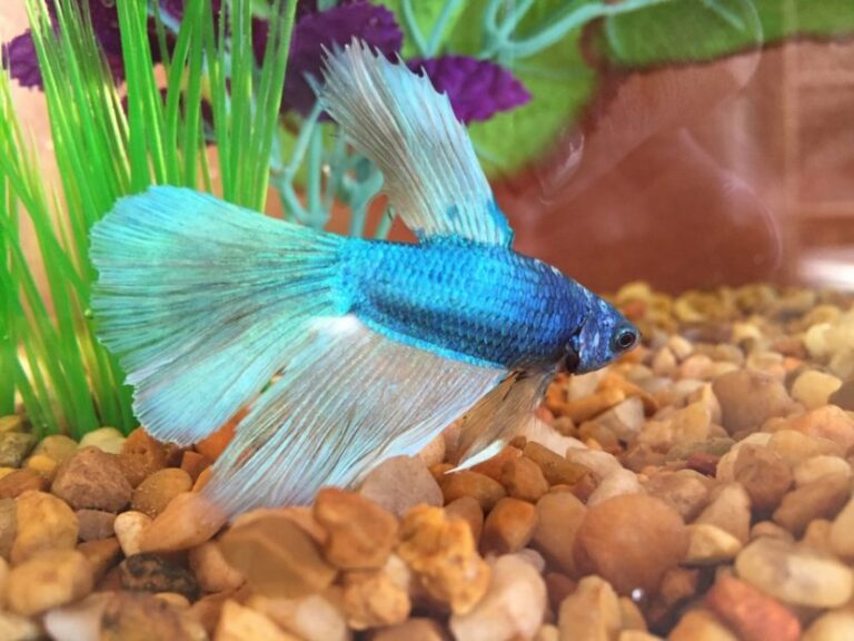 MYTHS AND THE TRUTH ABOUT BETTA CARE - nicebettathailand.com