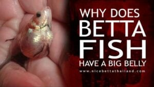 Why does my betta fish have a big belly - nicebettathailand.com