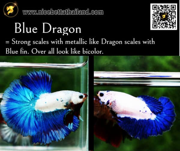 All of Betta Fish A Guide on Patterns, Color in the world ...