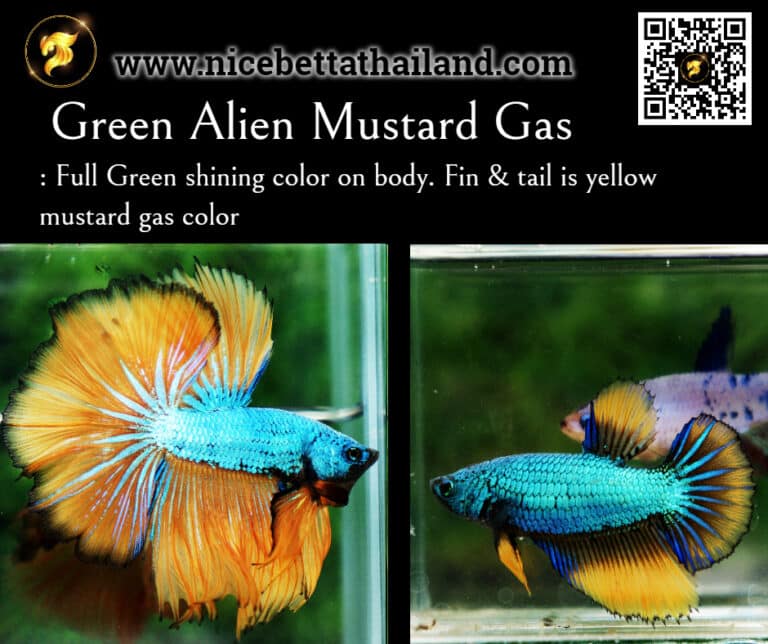 All of Betta Fish A Guide on Patterns, Color in the world ...