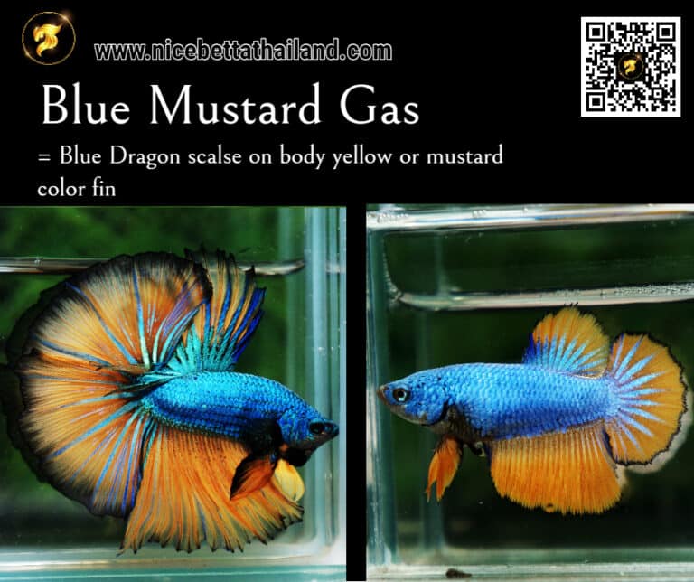 All of Betta Fish A Guide on Patterns, Color in the world ...