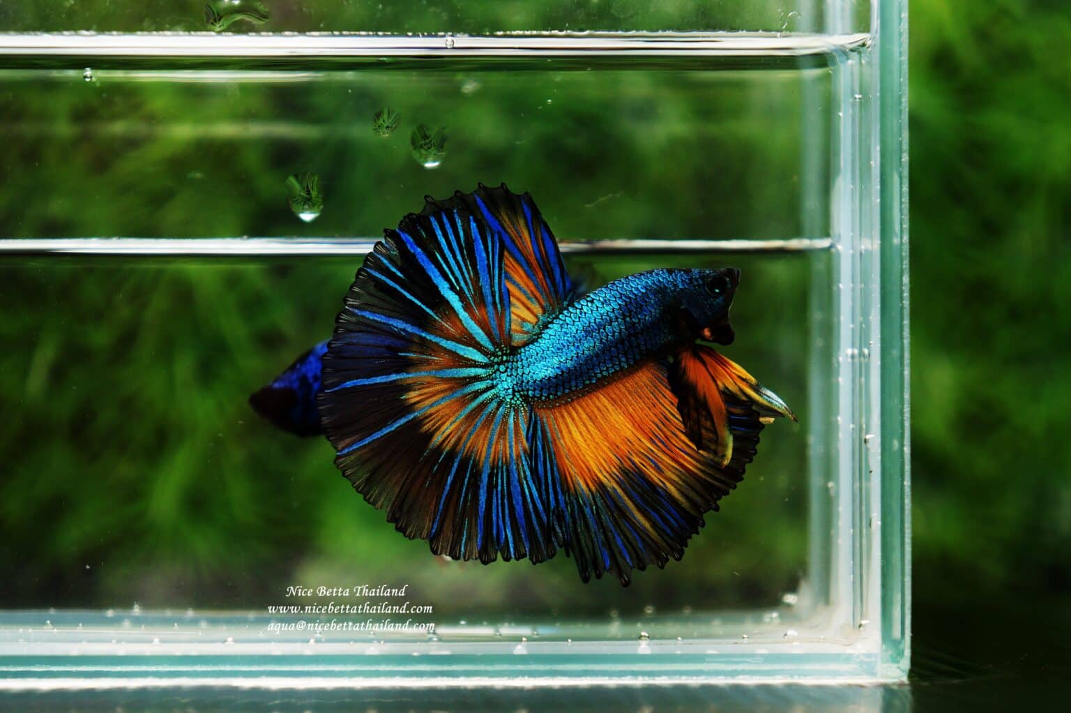 How to care betta fish fry - nicebettathailand.com