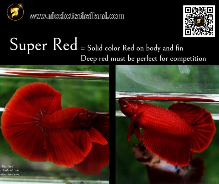 All of Betta Fish A Guide on Patterns, Color in the world ...