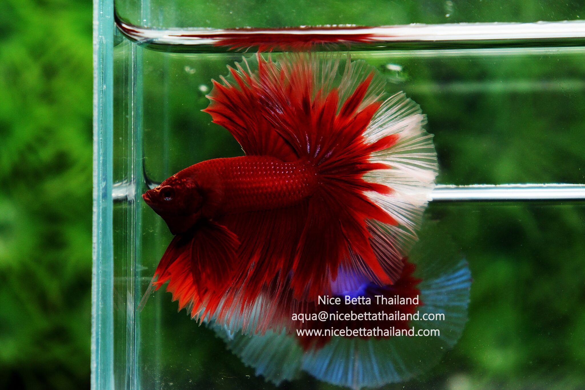 How much space do betta fish need? - nicebettathailand.com