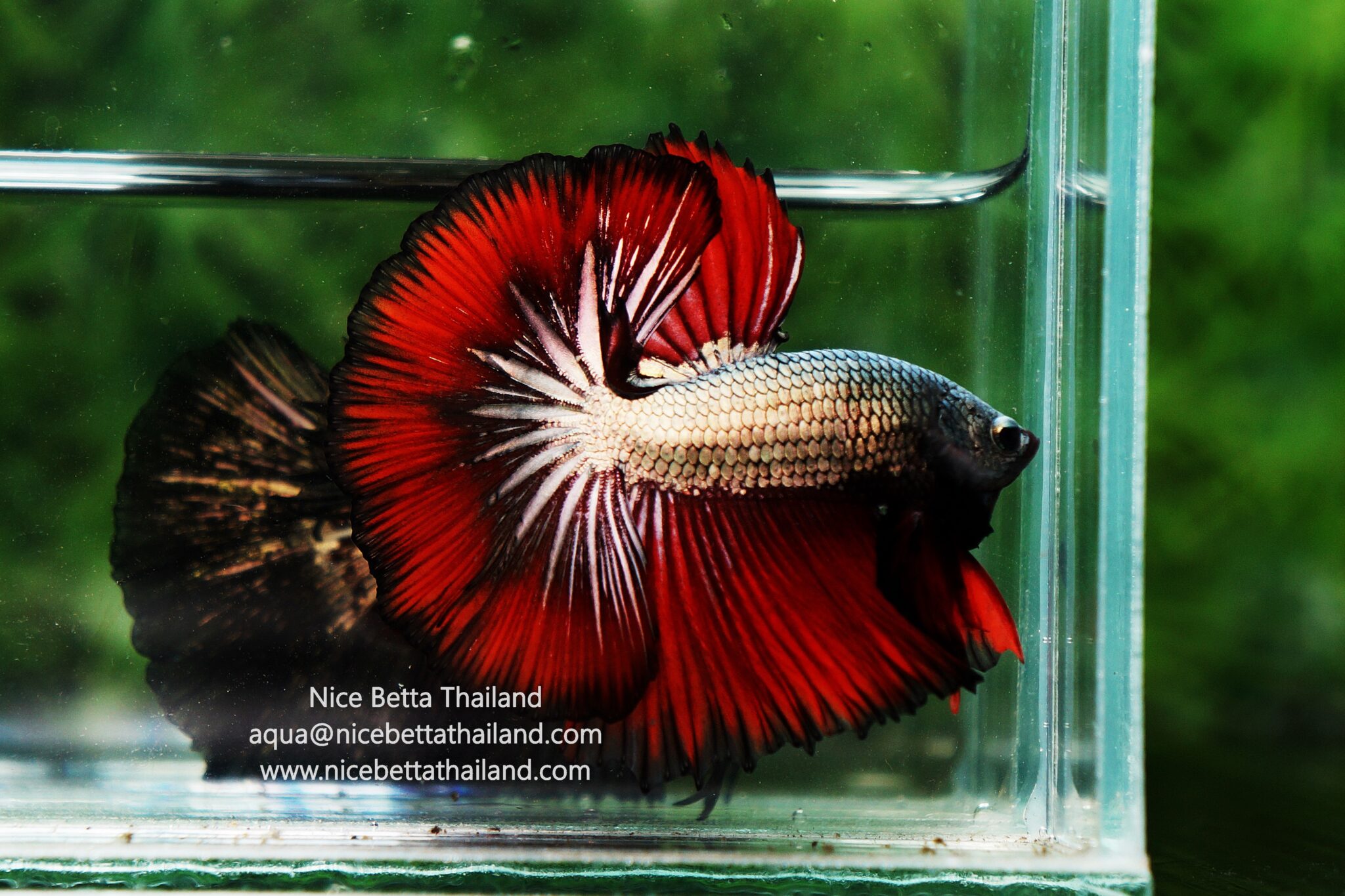 How to care betta fish fry - nicebettathailand.com