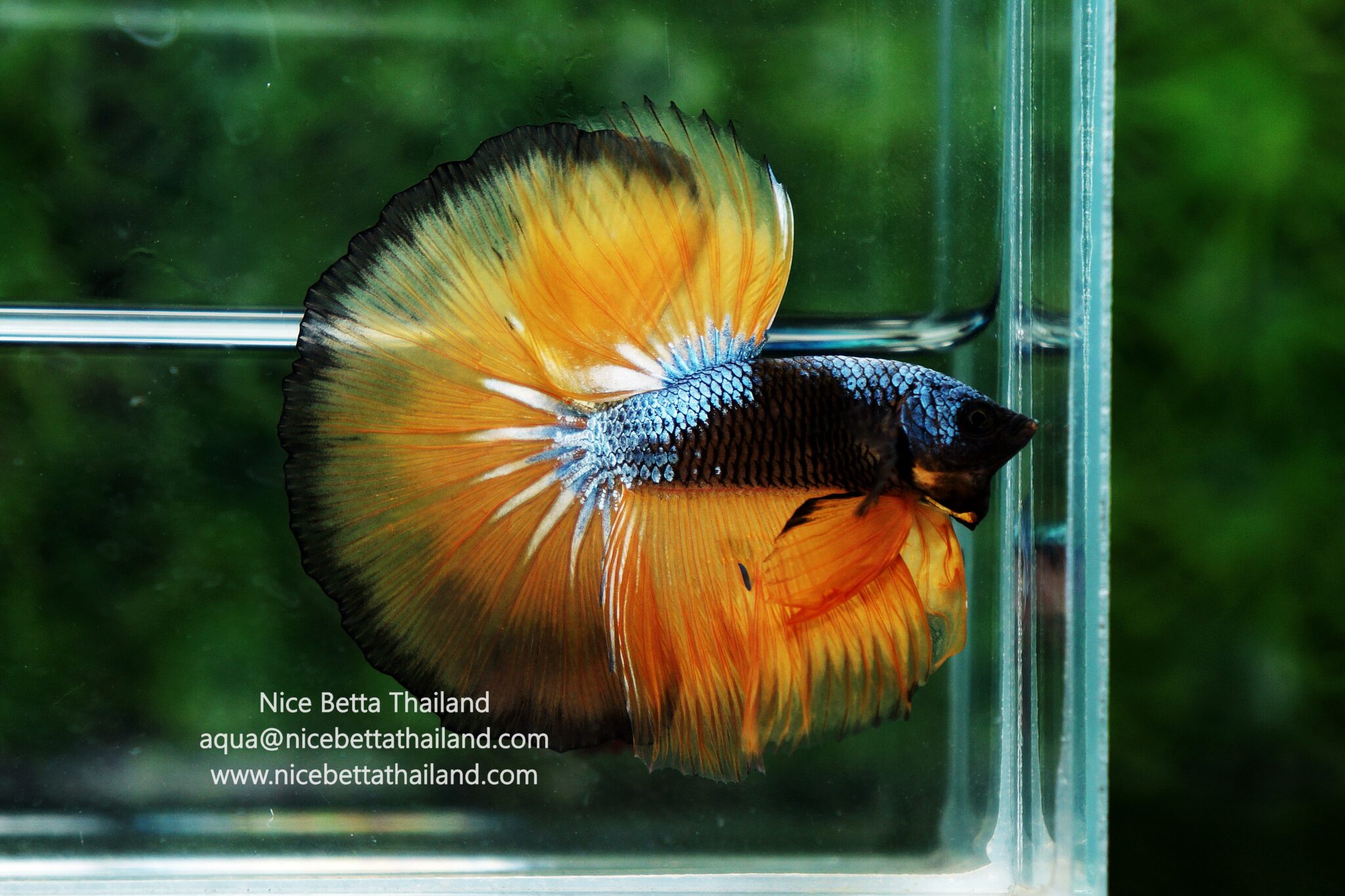 5 steps for keeping the betta environment healthy - nicebettathailand.com