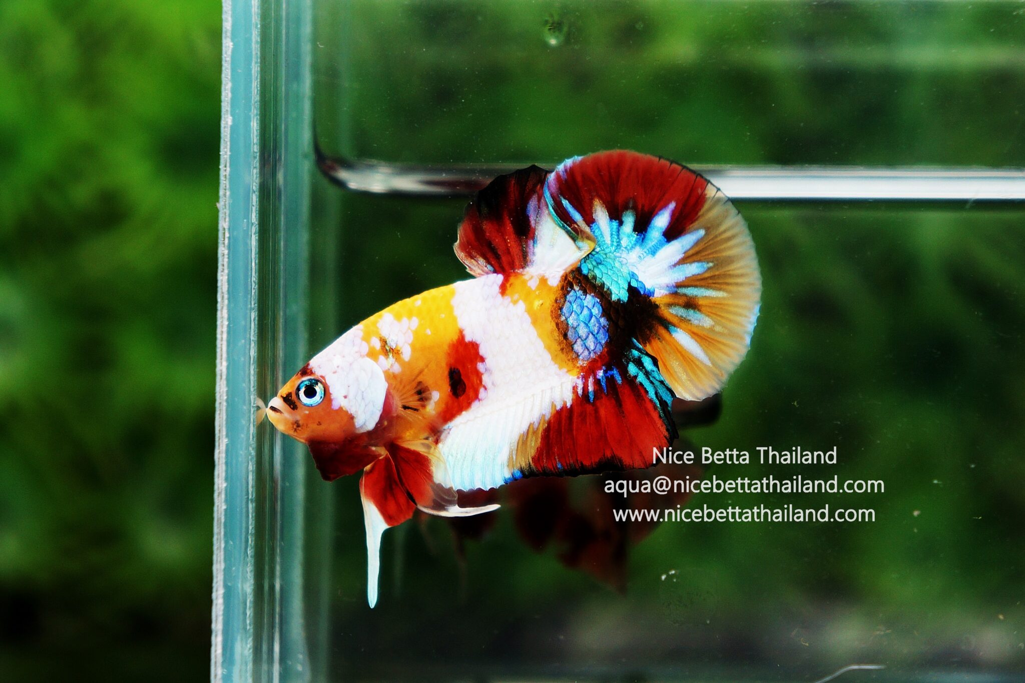 HOW TO TREAT FISH SUFFERING FROM CHLORINE POISON - nicebettathailand.com