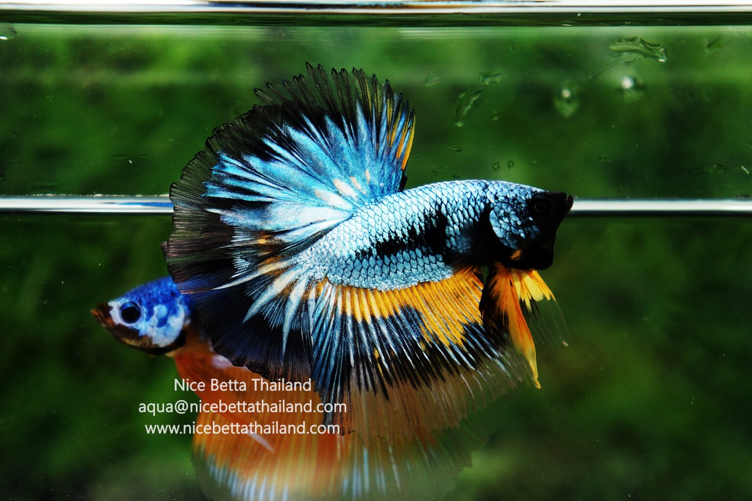 How to Make Betta Fry Grow Quickly - nicebettathailand.com