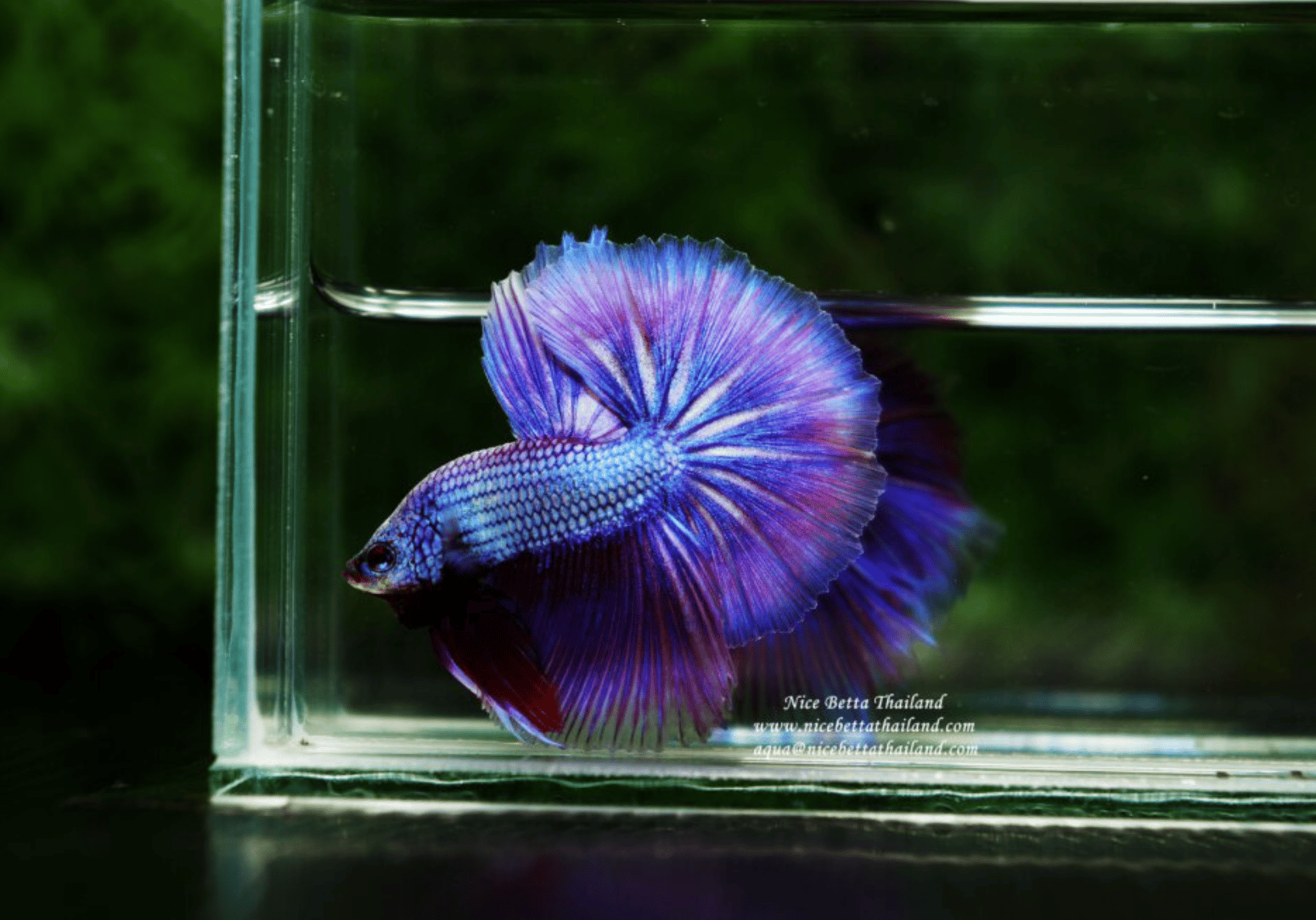 How to care betta fish fry - nicebettathailand.com