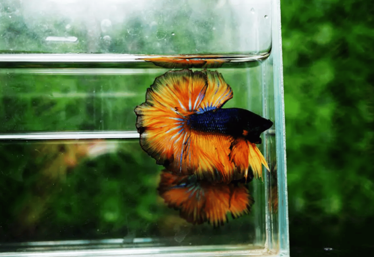 Chocolate Bettas - nicebettathailand.com