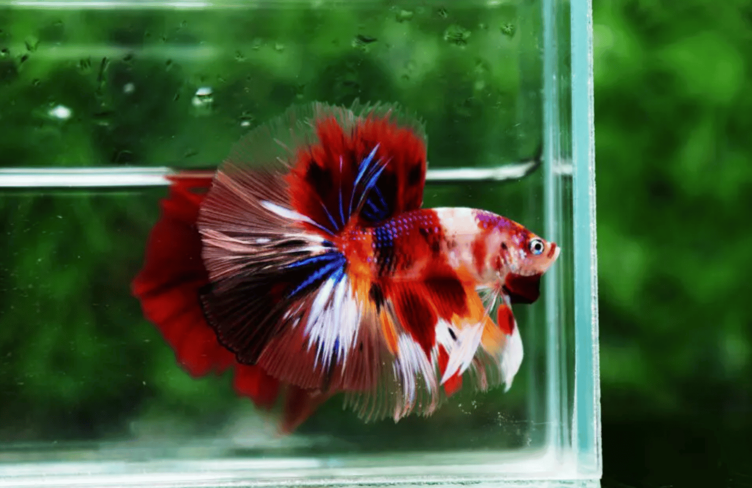 How much space do betta fish need? - nicebettathailand.com