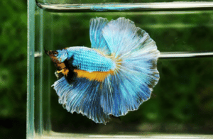 Betta with Severely Swollen Abdomen - Nice Betta Thailand