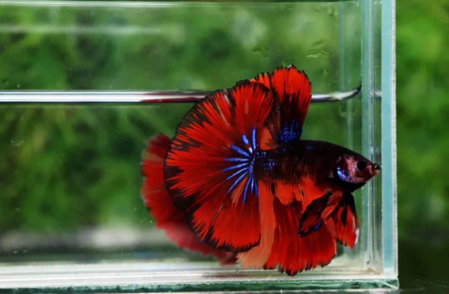How to Make Betta Fry Grow Quickly - nicebettathailand.com