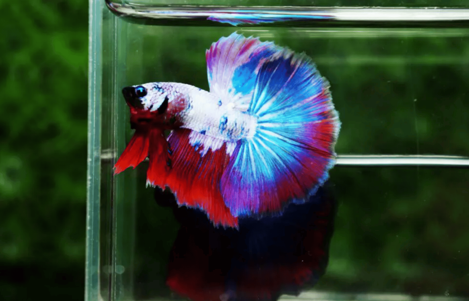 How to Make Betta Fry Grow Quickly - nicebettathailand.com