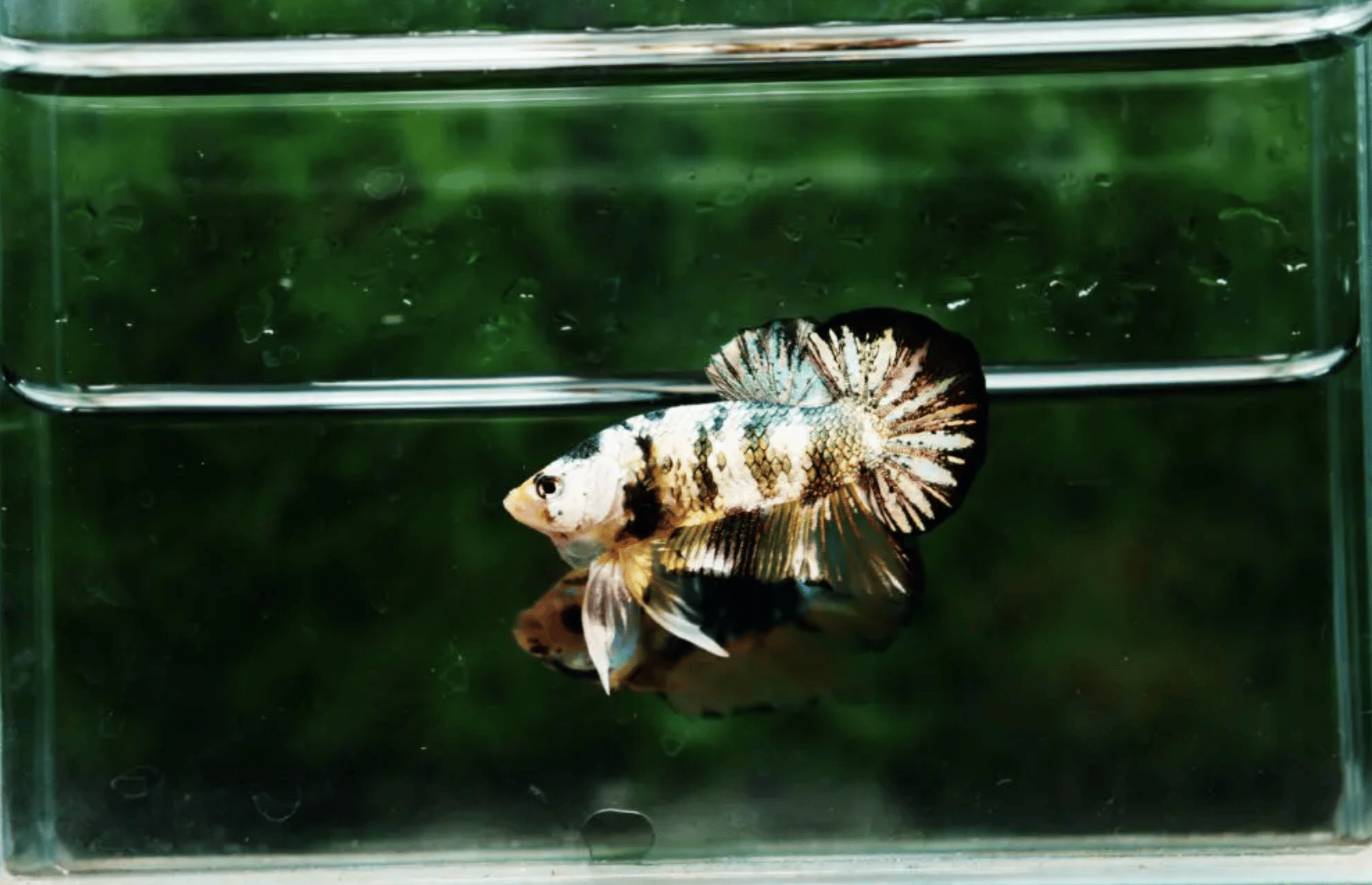 HOW TO TREAT FISH SUFFERING FROM CHLORINE POISON - nicebettathailand.com