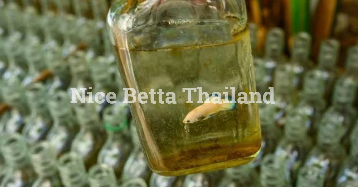 When to jar your betta fries? - nicebettathailand.com