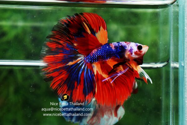 Treating Betta fish fin rot - nicebettathailand.com