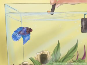 Expert Reviewed How to Grow a Bond With Your Betta Fish ...