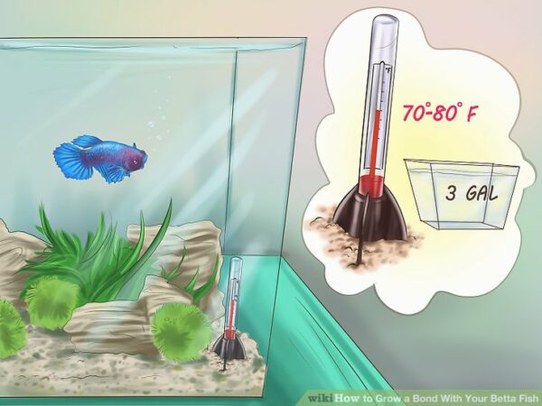 Expert Reviewed How to Grow a Bond With Your Betta Fish ...