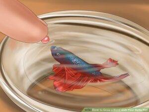 Expert Reviewed How to Grow a Bond With Your Betta Fish ...