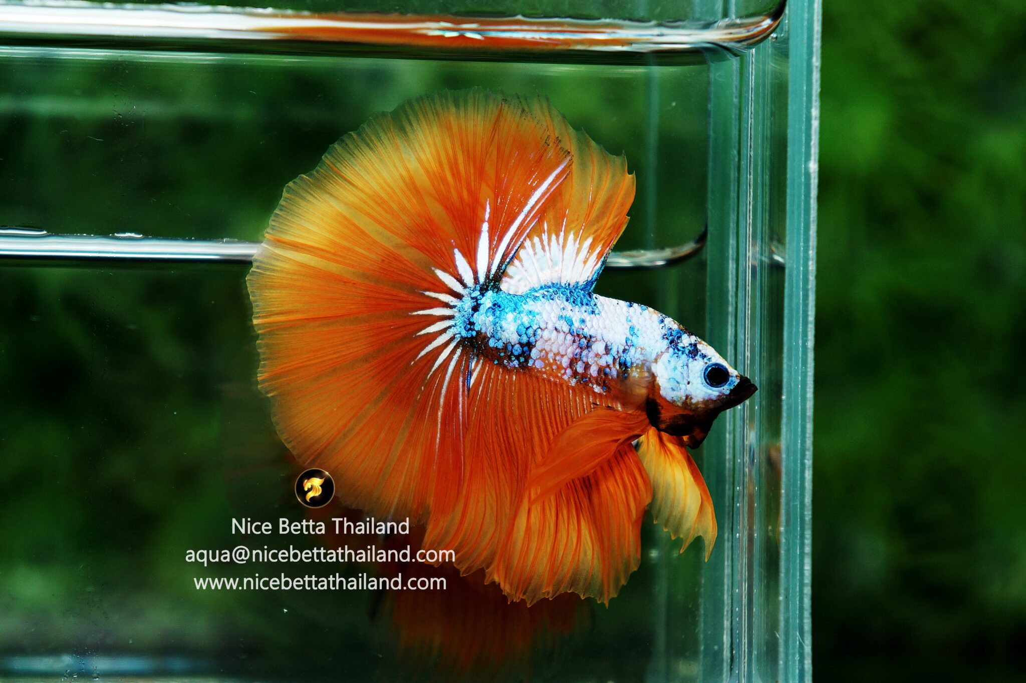 Treating Betta fish fin rot - nicebettathailand.com