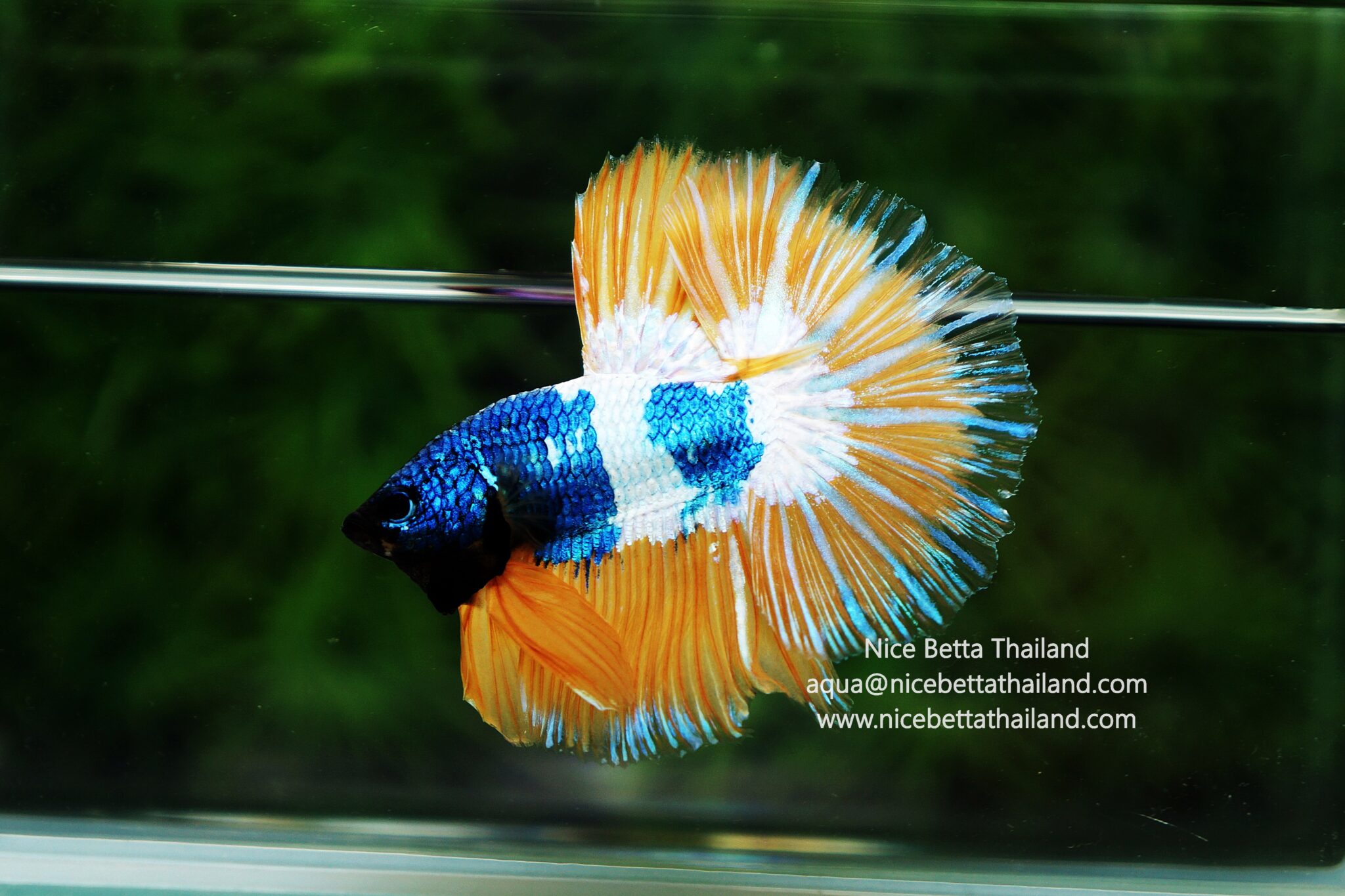 How to care betta fish fry - nicebettathailand.com