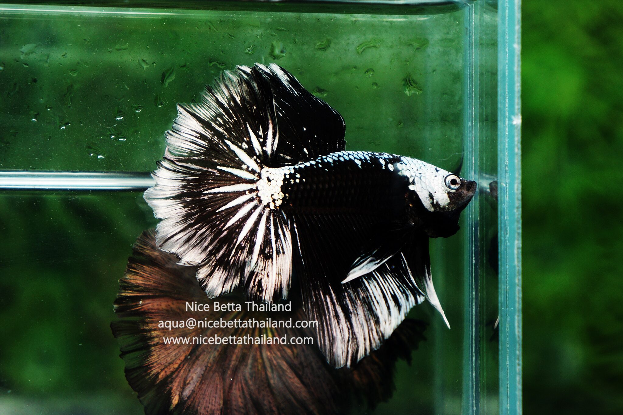 5 steps for keeping the betta environment healthy - nicebettathailand.com