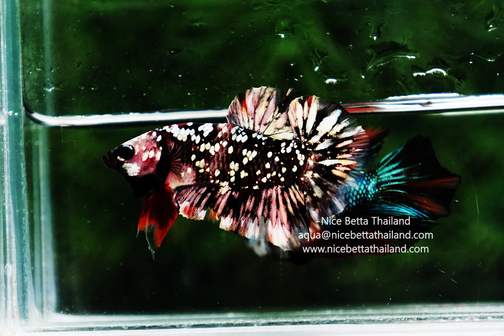 HOW TO TREAT FISH SUFFERING FROM CHLORINE POISON - nicebettathailand.com