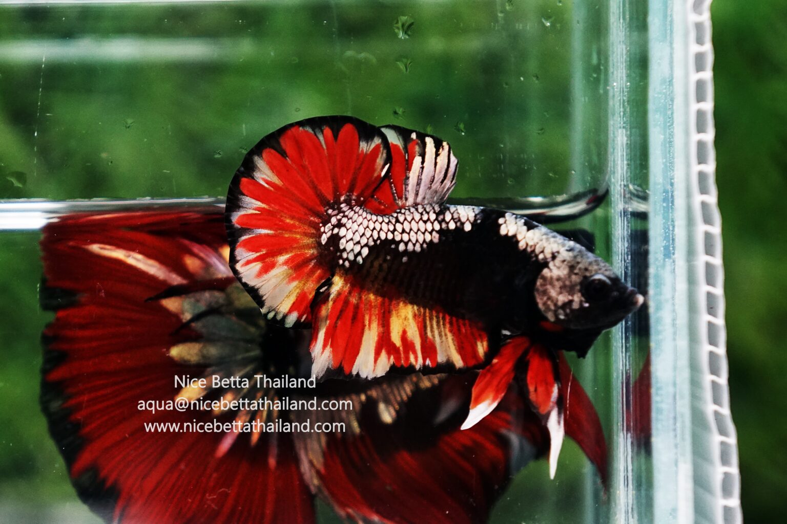 How to care betta fish fry - nicebettathailand.com