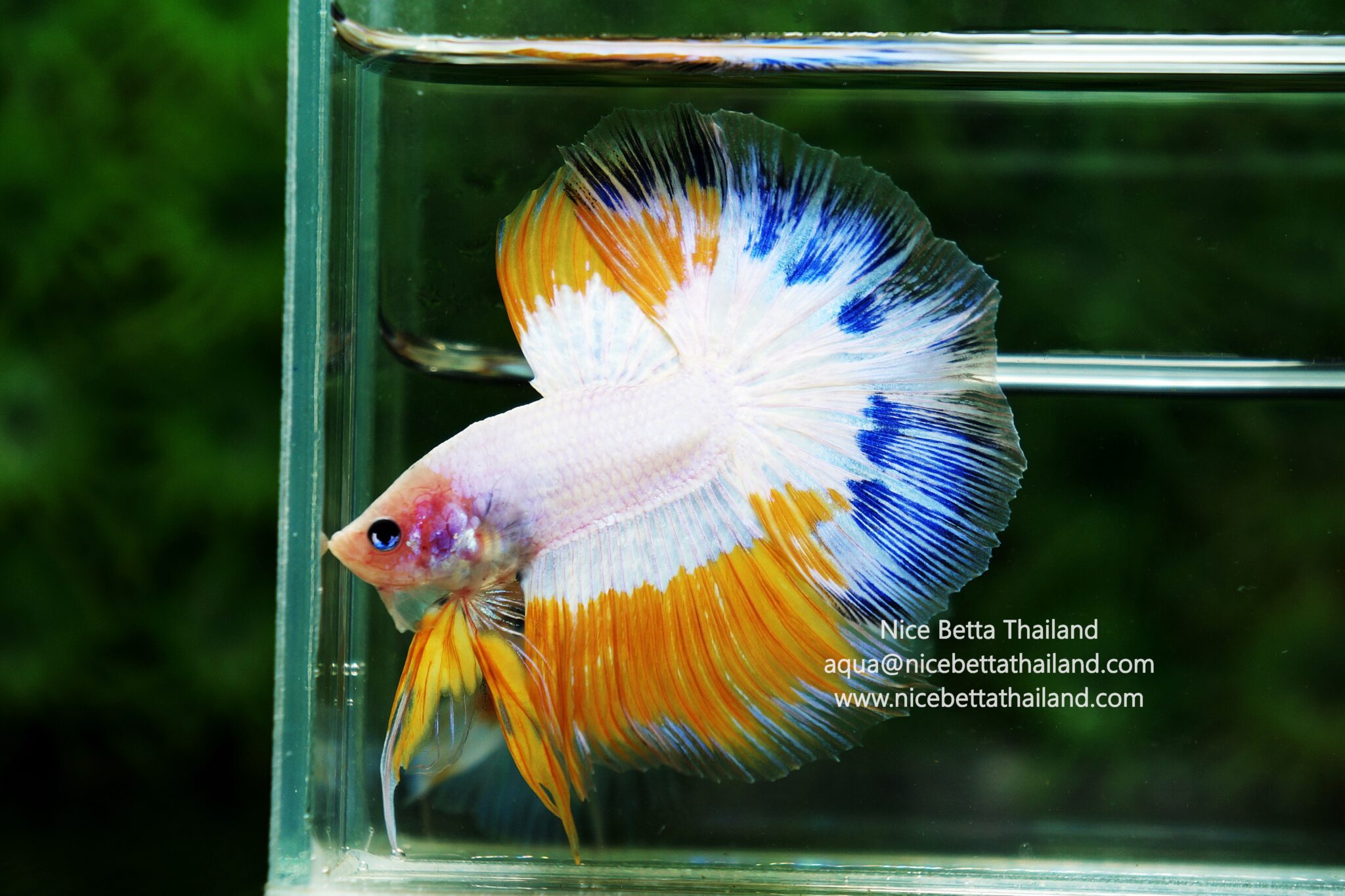 How to Keep a Betta Fish Alive for 4 Years - nicebettathailand.com