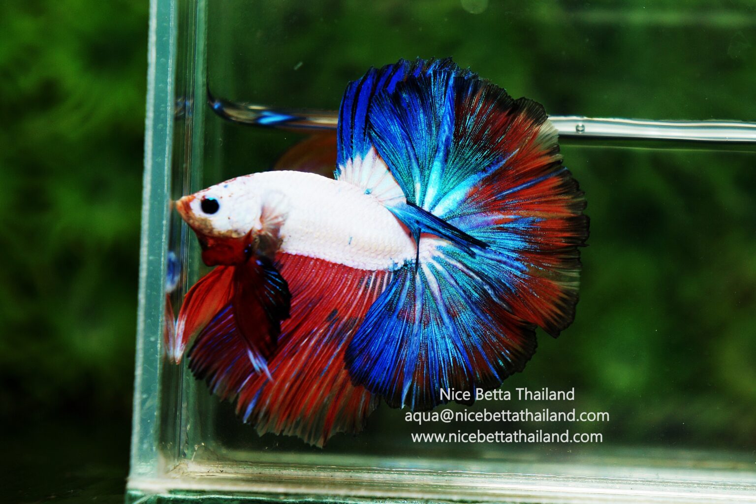 How to Make Betta Fry Grow Quickly - nicebettathailand.com